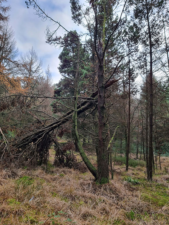 Cilfái: The importance of dead wood. – Nigel Robins